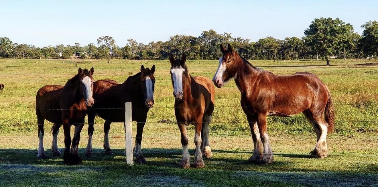 Contact Us | Susan River Homestead